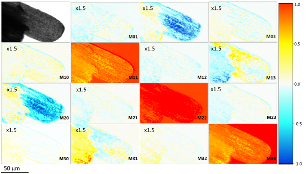 Evolving Mueller matrix microscopy – Mueller Matrix Polarimetry